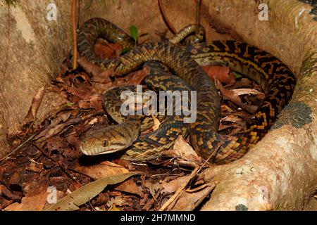 The amethyst or amethystine python, the largest snake in australia, can ...