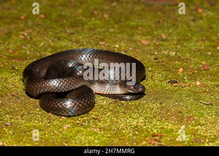 Small-eyed snake (Rhinoplocephalus nigrescens) coiled. It is nocturnal ...