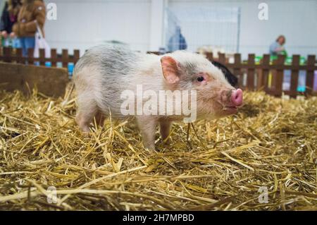 Gottinger, Goettingen minipig, "Goettingen Miniature Pig" at the ...
