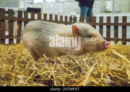Gottinger, Goettingen minipig, "Goettingen Miniature Pig" at the ...