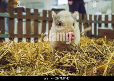 Gottinger, Goettingen minipig, "Goettingen Miniature Pig" at the ...