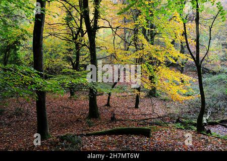 Broad-leaved woodland in Puddletown Forest near Dorchester, Dorset, UK ...