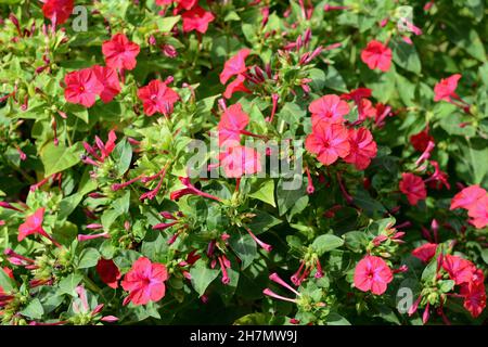 Red Mirabilis Jalapa flower, also known as Marvel of Peru or Four O ...