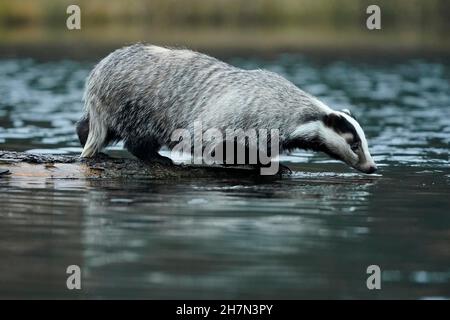 European badger (Meles meles), on the bank by a pond, Czech Republic ...