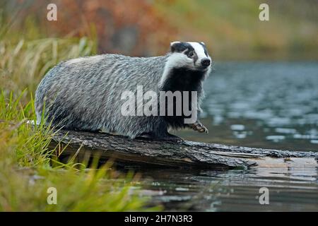 European badger (Meles meles), on the bank by a pond, Czech Republic ...