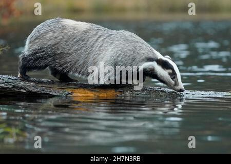 European badger (Meles meles), on the bank by a pond, Czech Republic ...