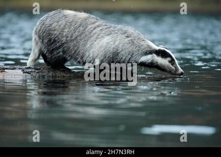 European badger (Meles meles), on the bank by a pond, Czech Republic ...
