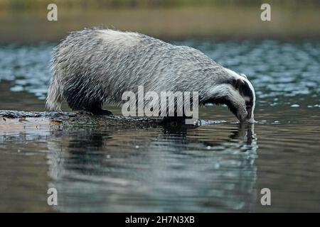 European badger (Meles meles), on the bank by a pond, Czech Republic ...