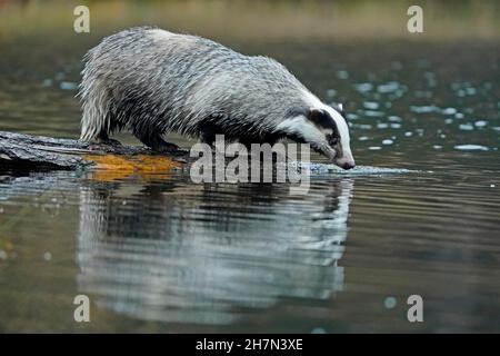 European badger (Meles meles), on the bank by a pond, Czech Republic ...