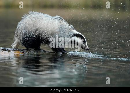 European badger (Meles meles), on the bank by a pond, Czech Republic ...