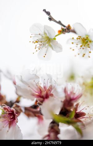 Almond tree twigs isolated on white background Stock Photo - Alamy