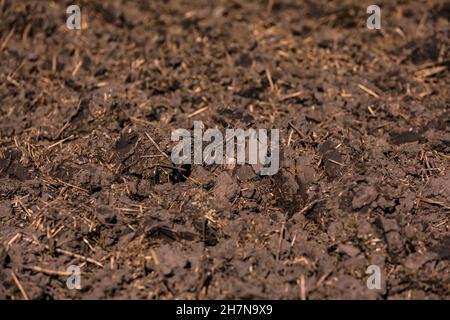 Clod Of Earth, plowed field with dry earth Stock Photo - Alamy
