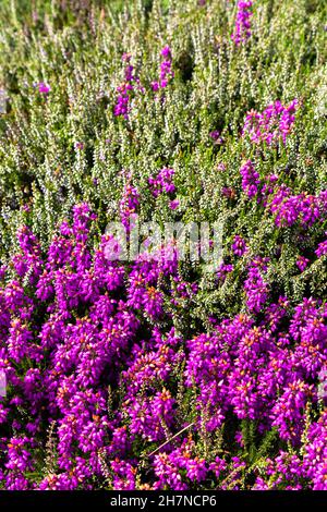 Green calluna vulgaris heather flowers by the name Velvet Fascination ...