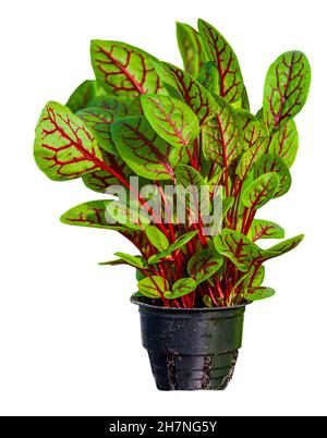 Bunch of organic chard isolated on white background. Vegetables ...