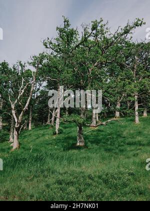 Ancient Oak trees of a typical temperate rainforest in the West ...
