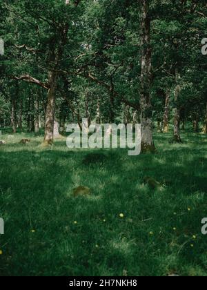 Ancient Oak trees of a typical temperate rainforest in the West ...