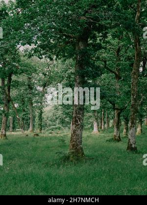 Ancient Oak trees of a typical temperate rainforest in the West ...