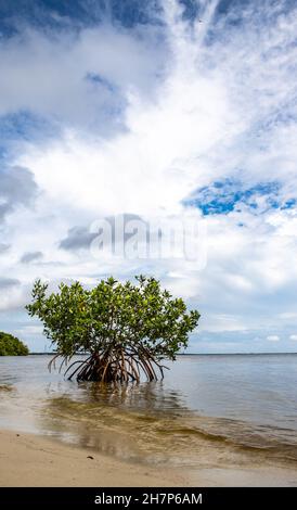Single mangrove tree grows on the beach in Florida, USA Stock Photo - Alamy