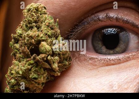 Marijuana and vision concept. Cannabis flower bud on the background of ...
