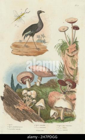 Agami (Pale-winged Trumpeter). Fungi. Agaric. Agaonidae (Fig wasp ...
