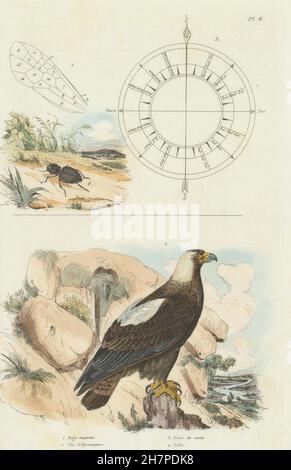 Eastern Imperial Eagle. Wind direction compass. Abacetus lucifugus ...