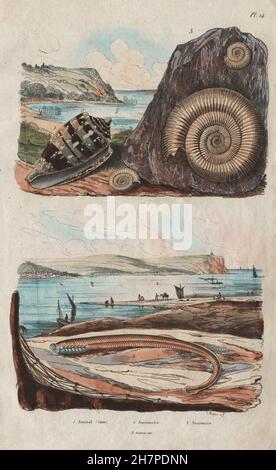 Amiral -Cone (Conidae sea snails). Ammocète. Ammonite, antique print ...