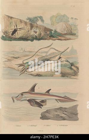 Squid. Callirhipidae. Callistus lunatus ground beetle. Plough-nose ...