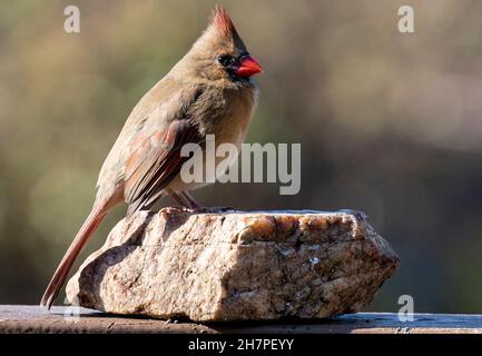 Female Cardinal on rock Stock Photo - Alamy