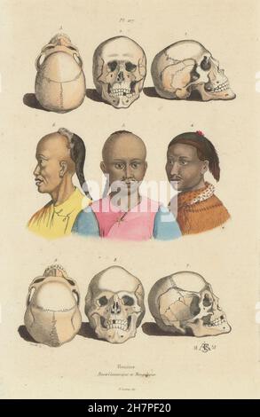 CAUCASIAN & MONGOLOID RACES: Caucasique Mongolique. Skulls faces, print ...
