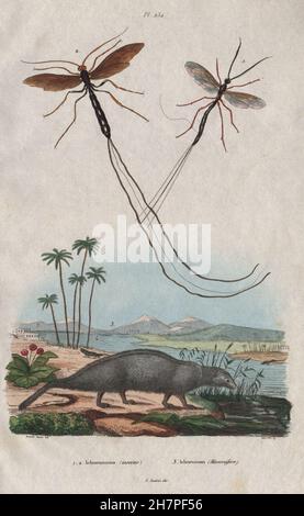 Egyptian Mongoose or Herpestes ichneumon or Ichneumon, vintage ...