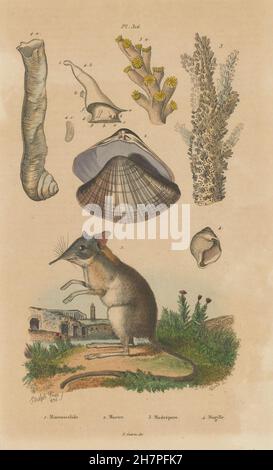 magilus magilus antiquus Stock Photo - Alamy