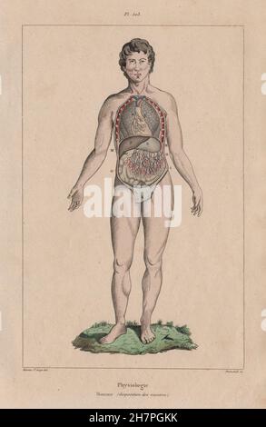 PHYSIOLOGY: Homme. Man. Visceres Viscera. Intestines Lungs, antique ...