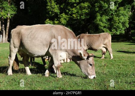 Bruna dels Pirineus cattle breed, also known as Bruna de los Pirineos ...
