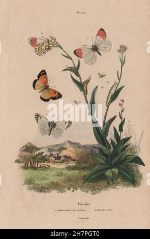 PIERIDAE BUTTERFLIES Orange Tip. Blue-Spotted Arab (Colotis phisadia ...