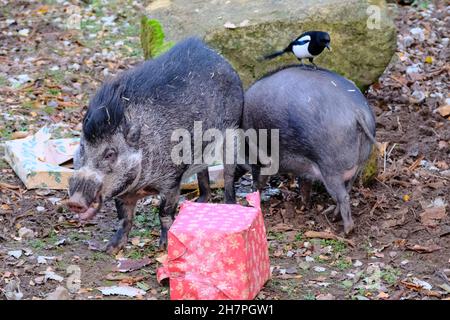 Elvis the pig Stock Photo - Alamy