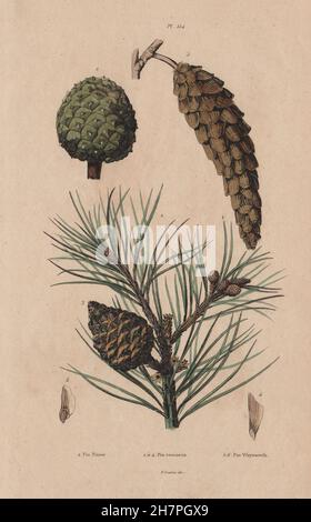 Italian stone pine, Pinus pinea, Pino domestico. Handcoloured ...