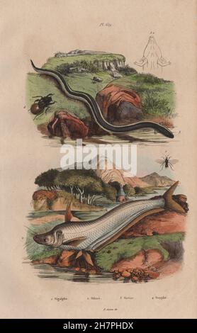 Sigalphinae. Catfish. Greater siren amphibian. Sisyphus (dung beetle ...