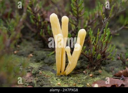 Pale yellow club-formed fruiting body of the Moor club fungus on heath ...
