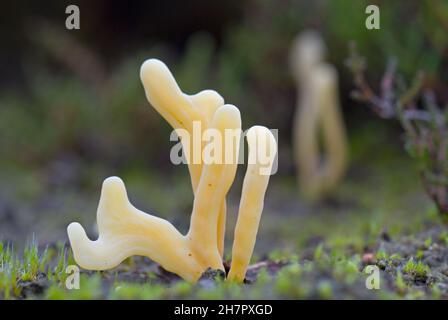 Pale yellow club-formed fruiting body of the Moor club fungus on heath ...