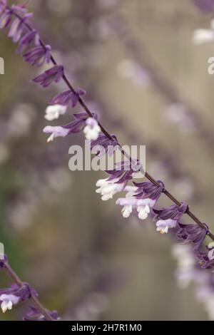 Close up of waverly sage salvia flowers in bloom Stock Photo - Alamy