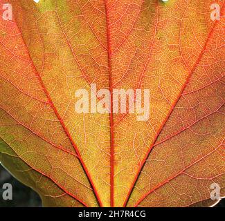 Close up of the veins and structure of a vine maple leaf in autumn ...