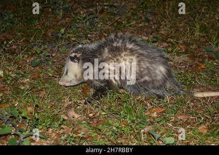 Close-up opossum side view with ears, eyes, whiskers and nose detailed ...