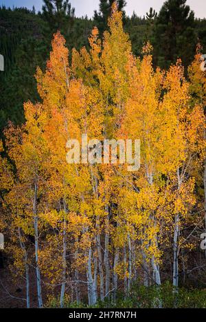 Yellow leaf fall in the birch forest in golden autumn. Landscape with ...