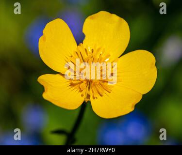 Creeping buttercup (Ranunculus repens) Plantae Stock Photo - Alamy