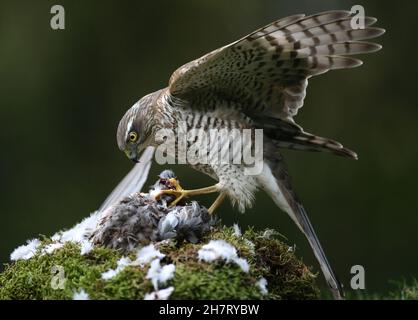 A juvenile female Sparrow Hawk rips the feathers of a Pigeon away in ...