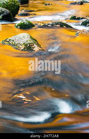 Golden autumn colours in a Devon woodland Uk Stock Photo - Alamy