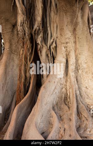 Valencia La Glorieta park big ficus tree in Spain Stock Photo - Alamy