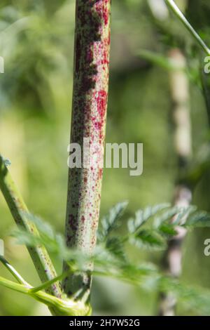 close up characteristic red spots of hemlock trunk Stock Photo - Alamy