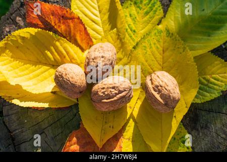 Natural walnuts among fall colored leaves enlightened by sunset light ...