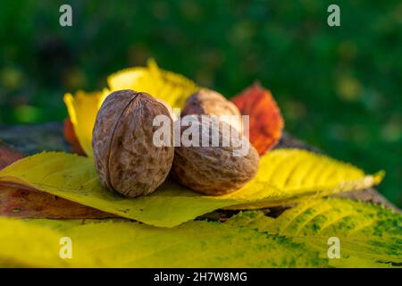 Natural walnuts among fall colored leaves enlightened by sunset light ...